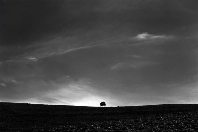 The Passion Of Trees In Pictures By Iranian Photographer Ali Shokri ...