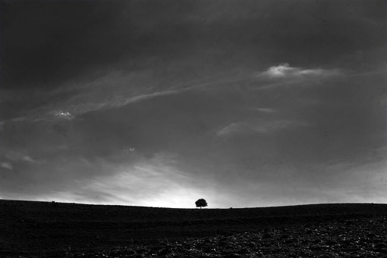 The Passion Of Trees In Pictures By Iranian Photographer Ali Shokri ...