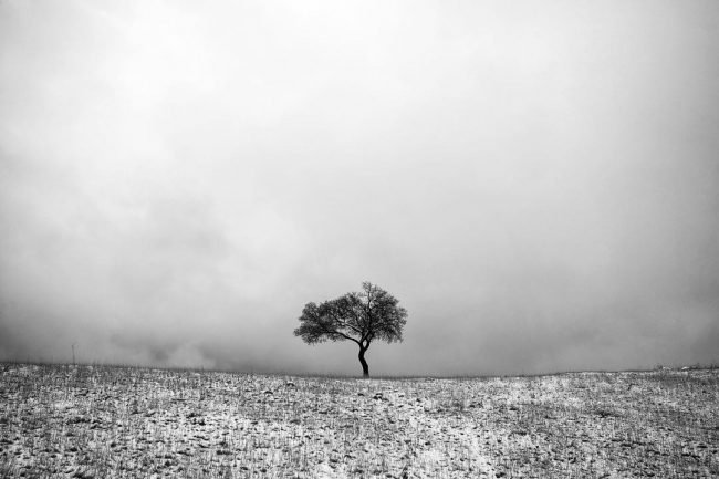 The Passion Of Trees In Pictures By Iranian Photographer Ali Shokri ...