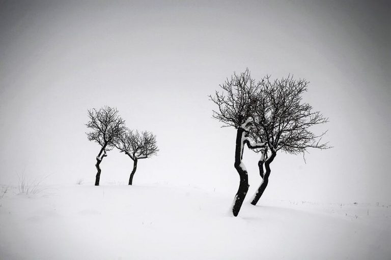 The Passion Of Trees In Pictures By Iranian Photographer Ali Shokri ...