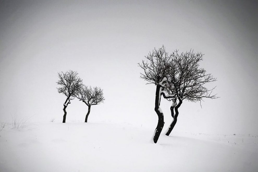 The Passion Of Trees In Pictures By Iranian Photographer Ali Shokri ...