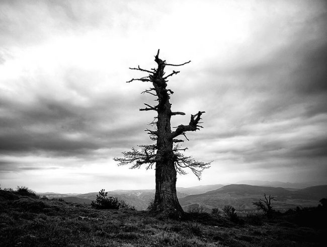 The Passion Of Trees In Pictures By Iranian Photographer Ali Shokri ...