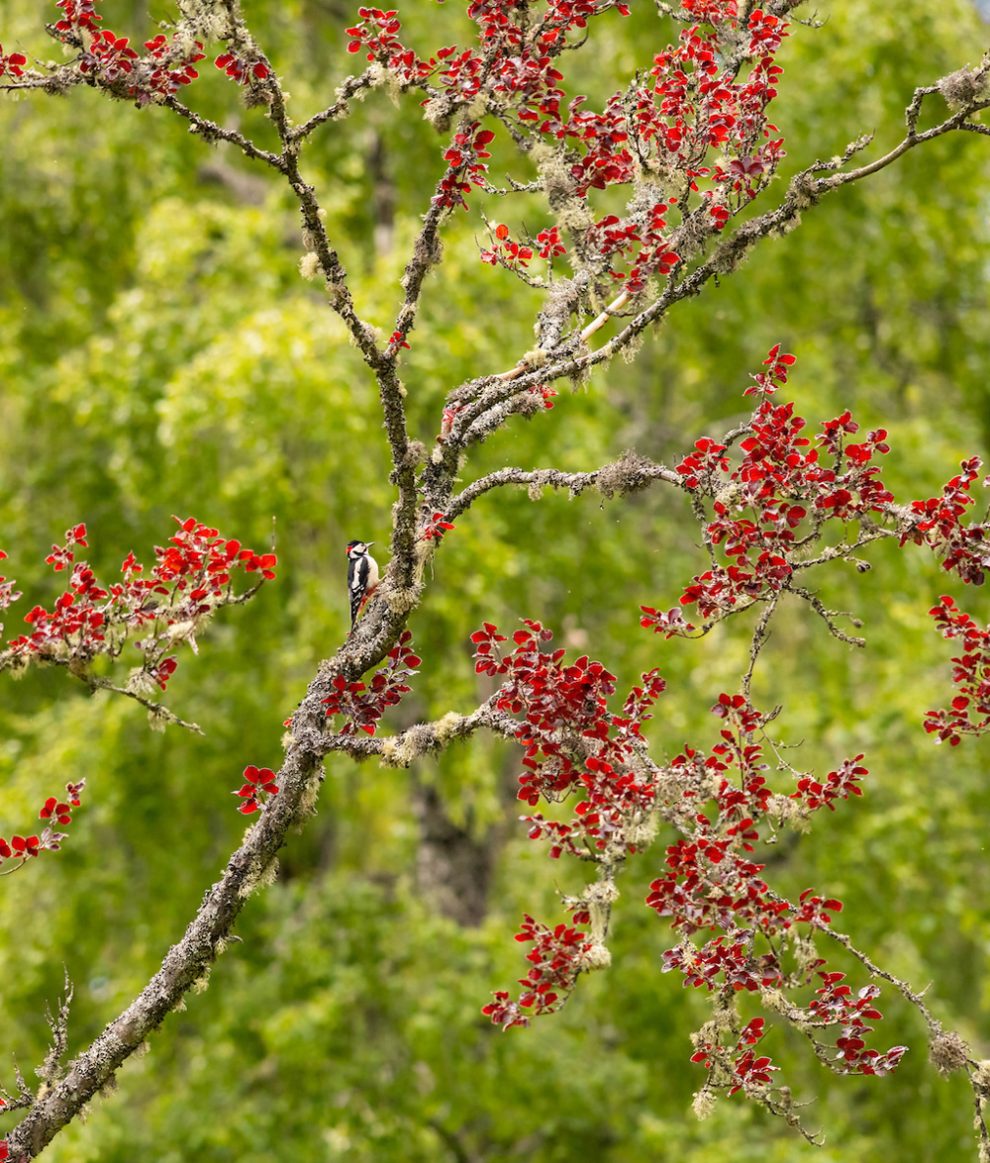 Shortlist Photographs Of The 2020 Bird Photographer Of The Year ...