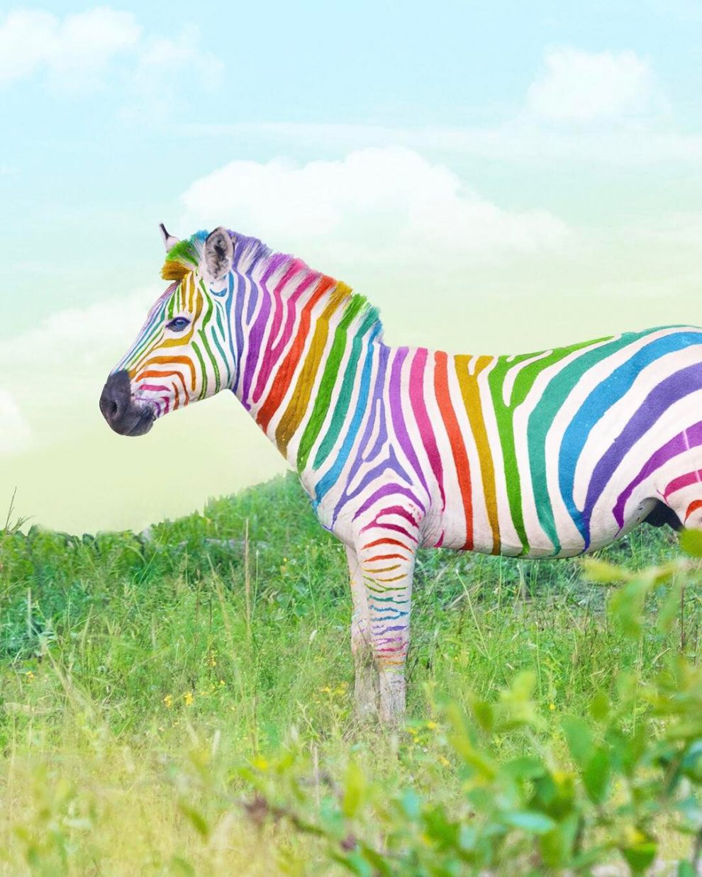 This Artist Gives Animals A Rainbow Makeover » Design You Trust ...