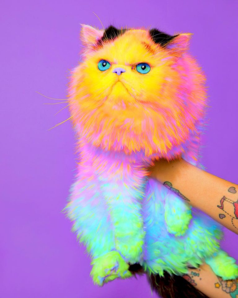 This Artist Gives Animals A Rainbow Makeover » Design You Trust ...