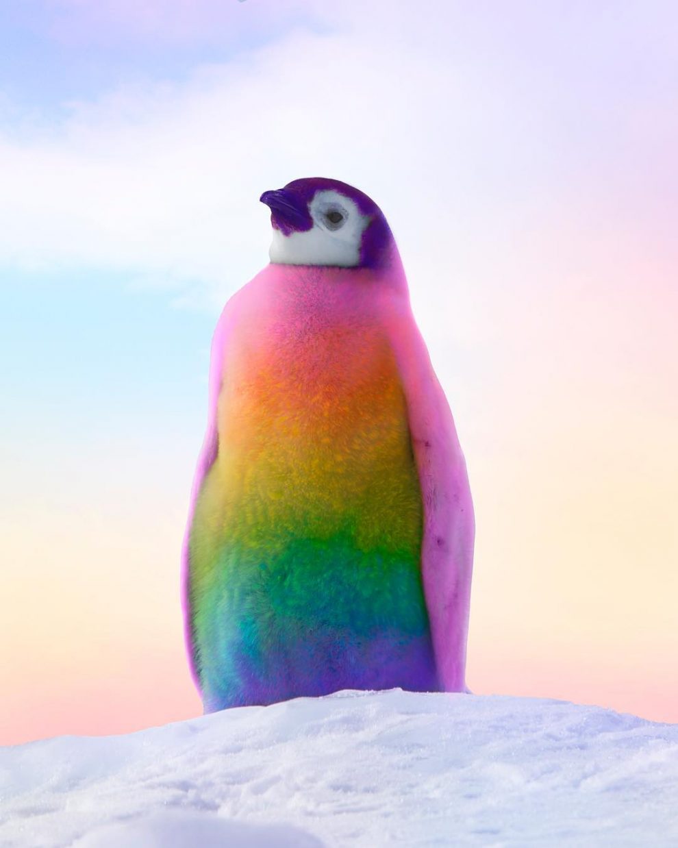 This Artist Gives Animals A Rainbow Makeover » Design You Trust ...