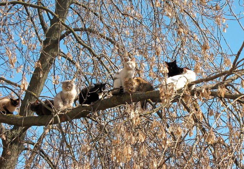 Spring Has Come, Cats Are Flying Back » Design You Trust — Design Daily ...