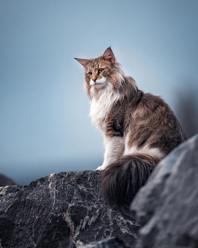 Owners Let Their Norwegian Forest Cat Roam Freely Outside, And He Looks ...