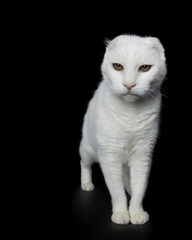 Perfect Imperfection: Photographer Documents The Beauty Of Animals With ...