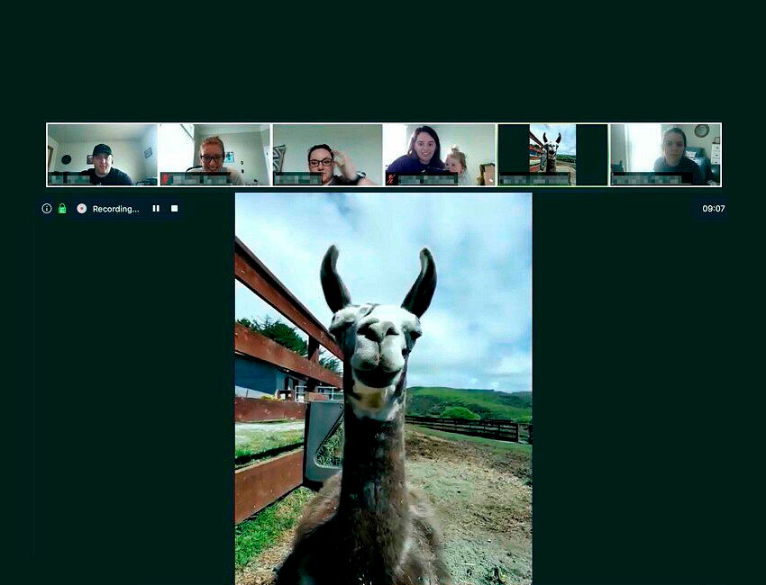 For $100, You Can Have A Farm Animal Drop By Your Next ZOOM Video ...