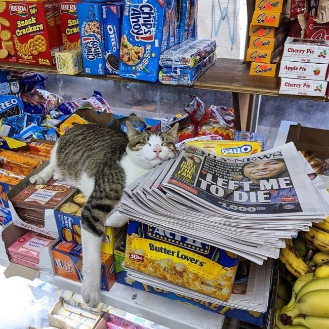 This Instagram Account Collects Photos Of Cats In Small Shops Looking ...