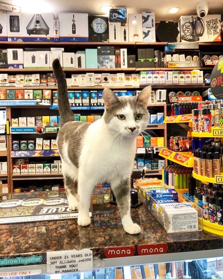 This Instagram Account Collects Photos Of Cats In Small Shops Looking ...