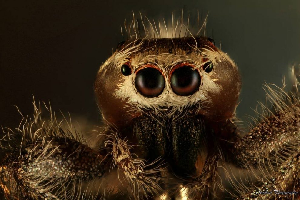 Faces: Fantastic Macro Worlds Of Mofeed Abu Shalwa » Design You Trust ...