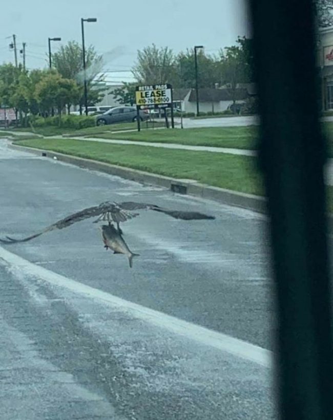 This Facebook Group Is Dedicated To Crappy Wildlife Photos That Are So ...