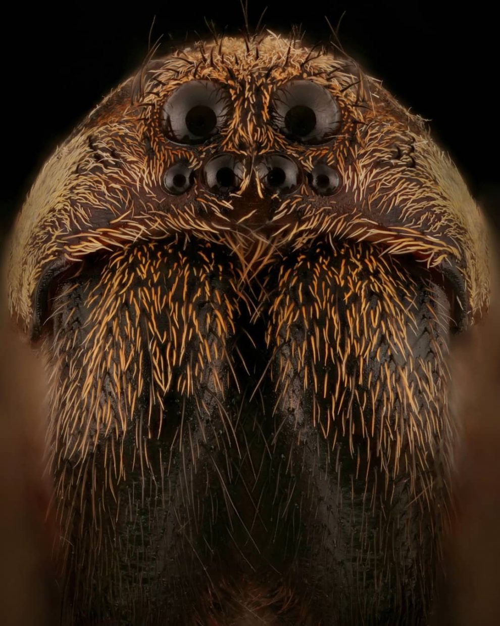 Faces: Fantastic Macro Worlds Of Mofeed Abu Shalwa » Design You Trust ...