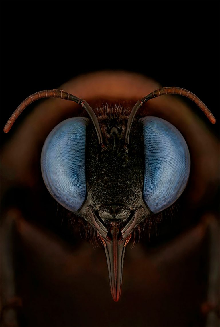Faces: Fantastic Macro Worlds Of Mofeed Abu Shalwa » Design You Trust ...