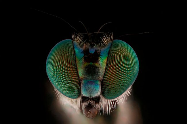 Faces: Fantastic Macro Worlds Of Mofeed Abu Shalwa » Design You Trust ...
