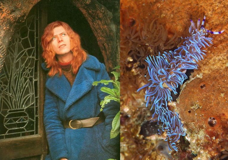 Someone Spotted That David Bowie Often Looked Like A Sea Slug, Created ...