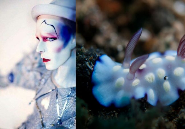 Someone Spotted That David Bowie Often Looked Like A Sea Slug, Created ...