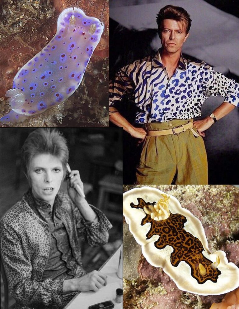 Someone Spotted That David Bowie Often Looked Like A Sea Slug, Created ...