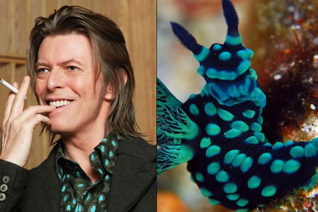 Someone Spotted That David Bowie Often Looked Like A Sea Slug, Created ...