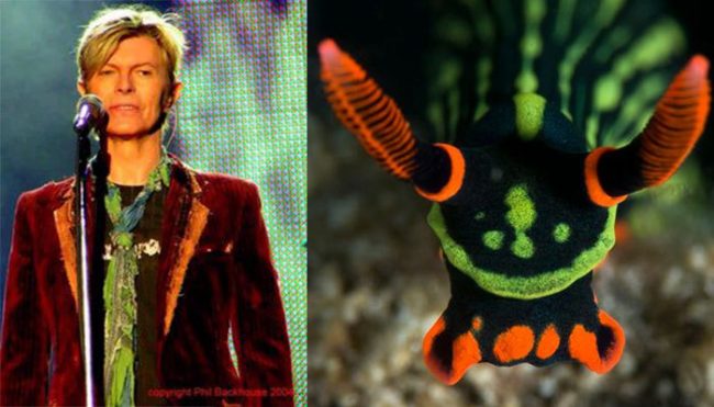 Someone Spotted That David Bowie Often Looked Like A Sea Slug, Created ...