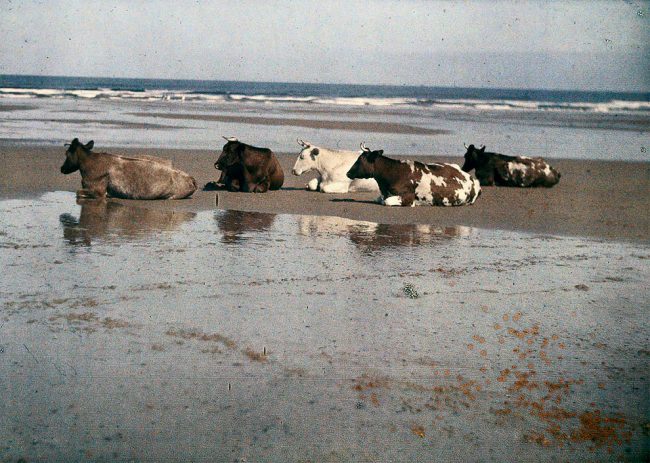 These Early 1900s Color Autochrome Images Look Like Literal Dreams ...