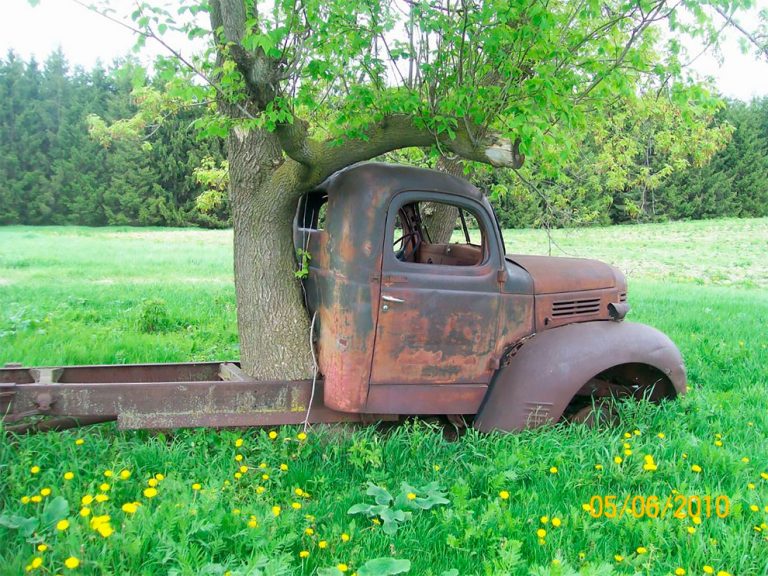 Amazing Photographs Of Trees Growing Through Classic Cars » Design You ...
