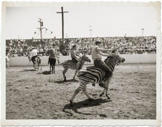 Cool Vintage Photographs That Show People Riding Zebras From The Late ...