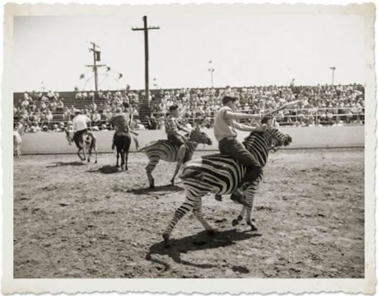 Cool Vintage Photographs That Show People Riding Zebras From The Late ...