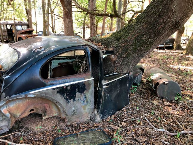 Amazing Photographs Of Trees Growing Through Classic Cars » Design You ...