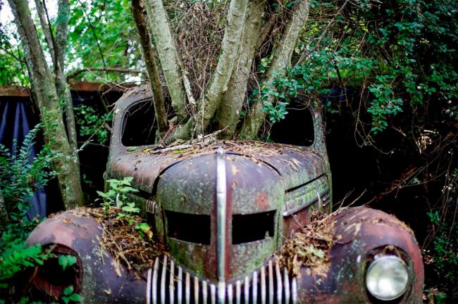 Amazing Photographs Of Trees Growing Through Classic Cars » Design You ...