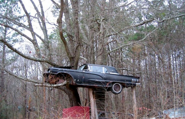 Amazing Photographs Of Trees Growing Through Classic Cars » Design You ...