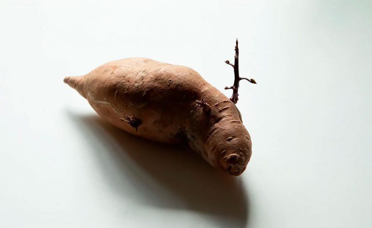 “Spuds You Like”: Spectacular Winning Photos From The Potato ...