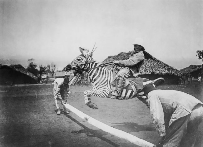 Cool Vintage Photographs That Show People Riding Zebras From The Late ...