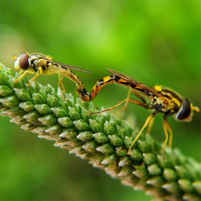 The World’s Most Romantic Gallery Of Insect Sex » Design You Trust ...