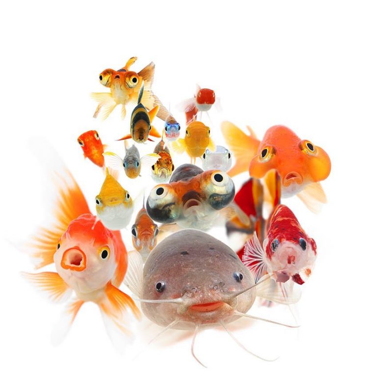 Japanese Photographer Atsushi Morioka Releases the World’s First Photo ...