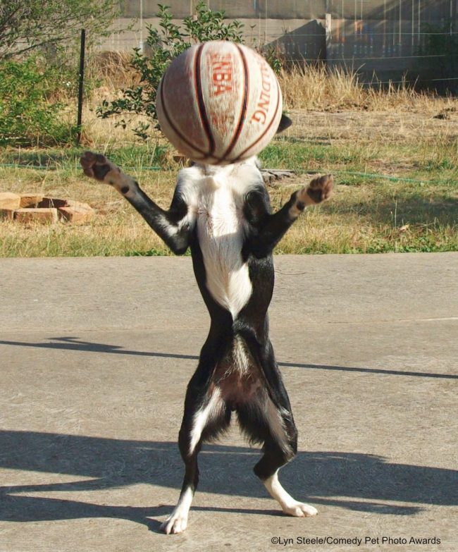 Hilarious Photos Of Pet Antics From The Comedy Pet Photography Awards ...