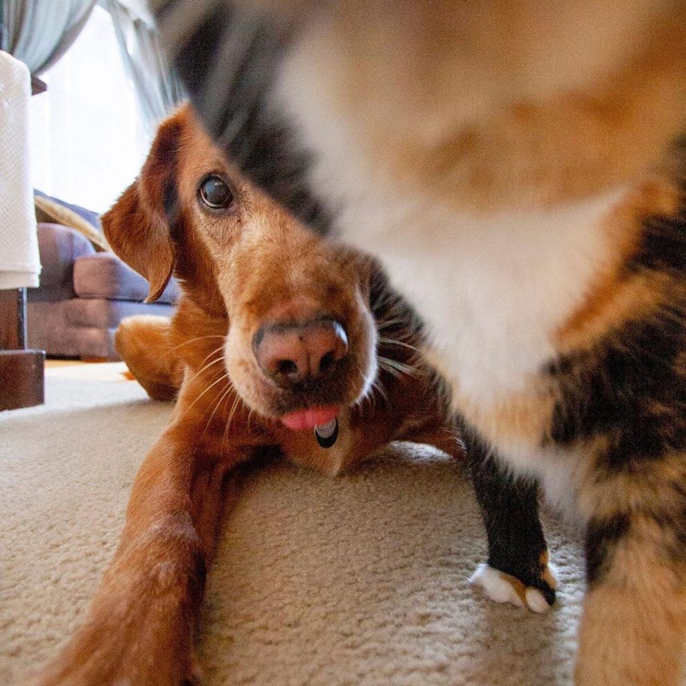 Hilarious Photos Of Pet Antics From The Comedy Pet Photography Awards ...