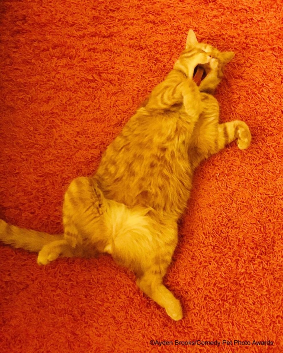 Hilarious Photos Of Pet Antics From The Comedy Pet Photography Awards ...