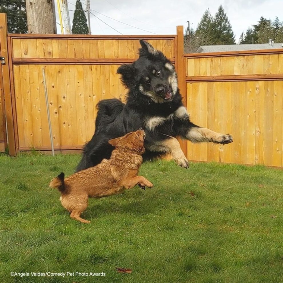 Hilarious Photos Of Pet Antics From The Comedy Pet Photography Awards ...
