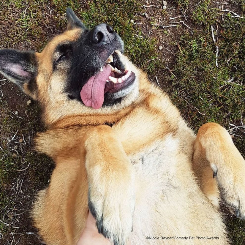 Hilarious Photos Of Pet Antics From The Comedy Pet Photography Awards ...