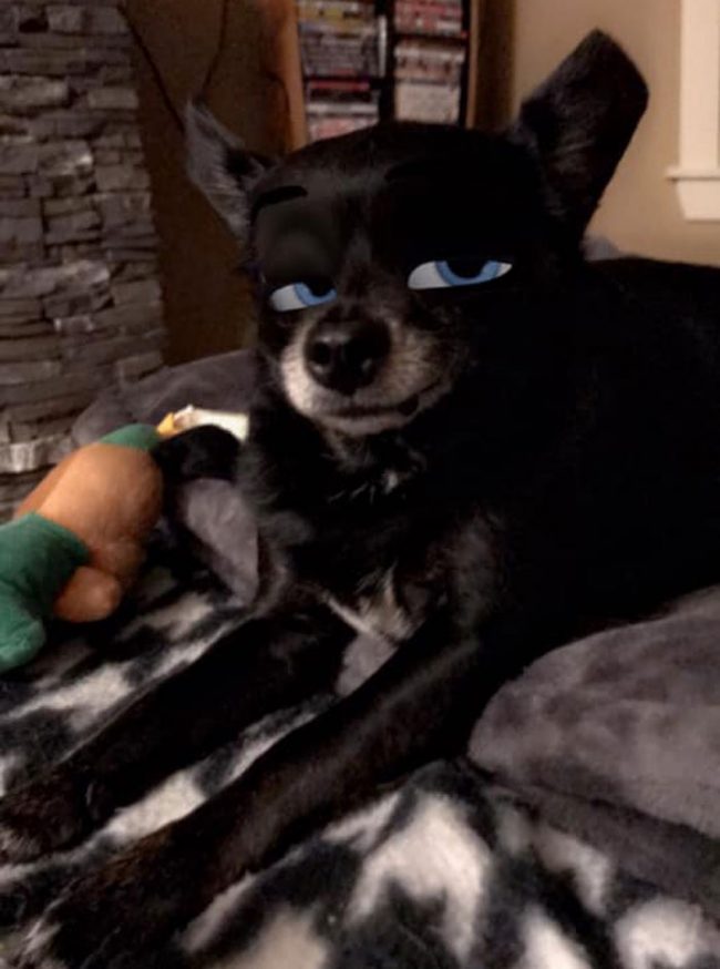 This New Snapchat Filter Makes Your Dog Look Like A Disney Character ...