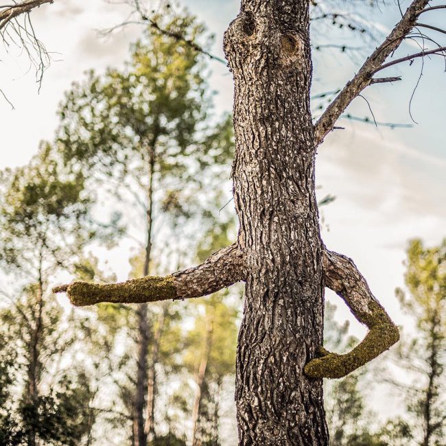 “Back To The Nature”: Artist Combines Everyday Objects With Plants To ...