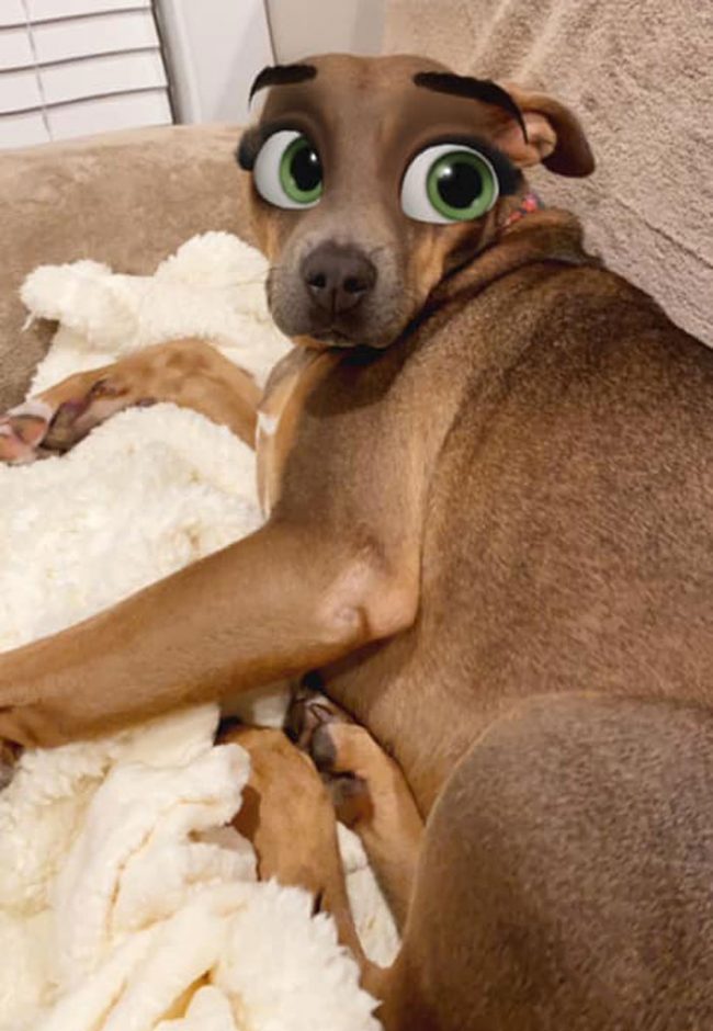 This New Snapchat Filter Makes Your Dog Look Like A Disney Character ...