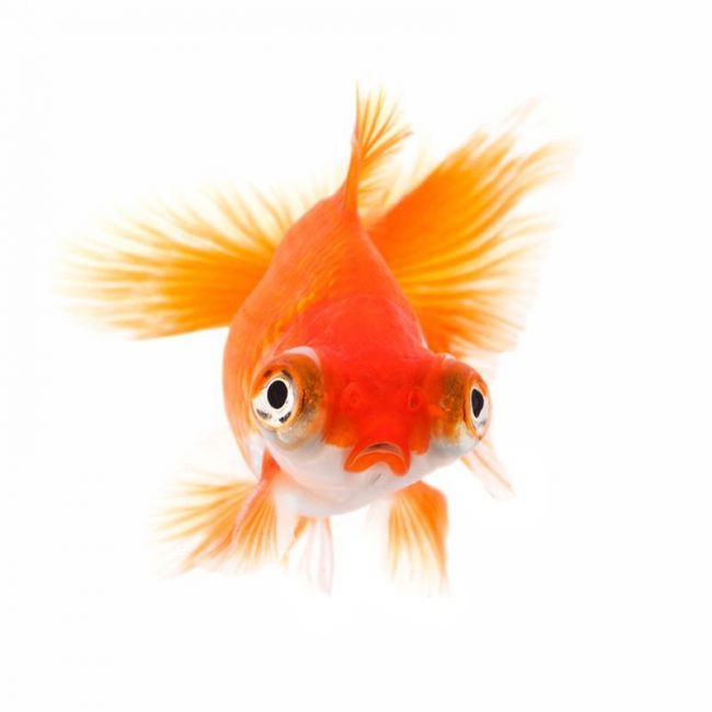 Japanese Photographer Atsushi Morioka Releases the World’s First Photo ...