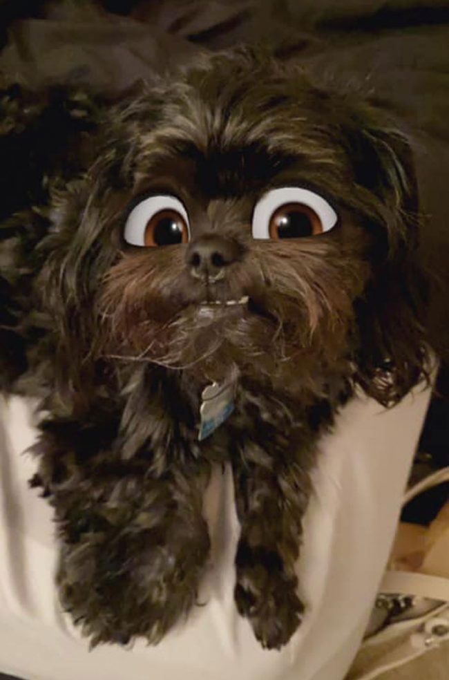 This New Snapchat Filter Makes Your Dog Look Like A Disney Character ...