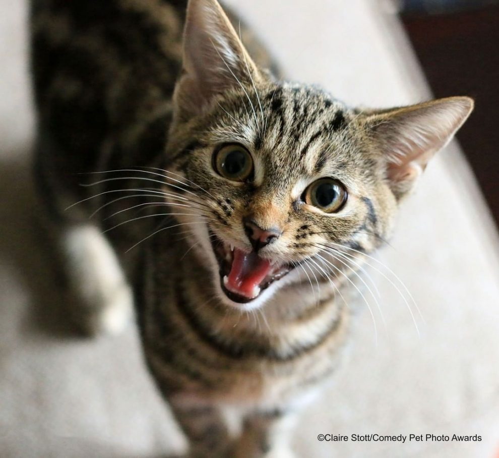 Hilarious Photos Of Pet Antics From The Comedy Pet Photography Awards ...