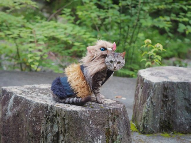 Japanese Artist Creates Epic Anime Costumes For His Cats » Design You ...