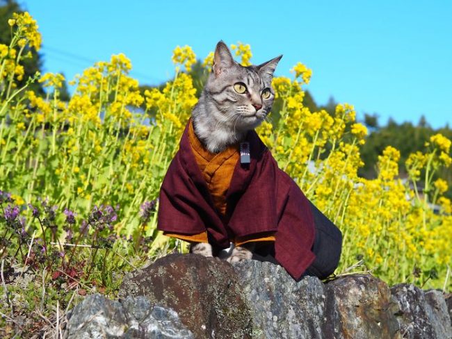 Japanese Artist Creates Epic Anime Costumes For His Cats » Design You ...